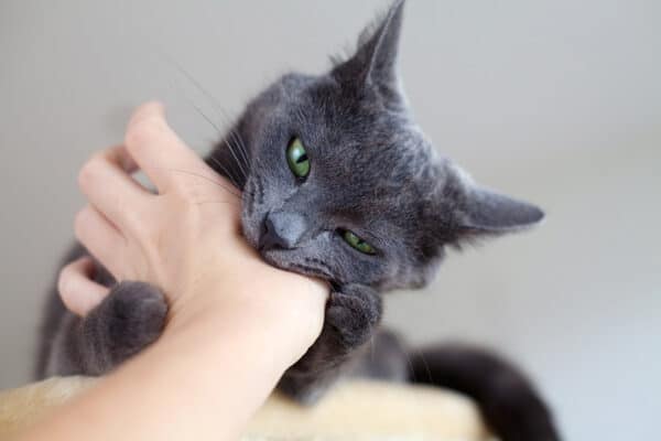 Petting Aggression: Why Cats Bite the Hand They Love & What to Do (Vet ...