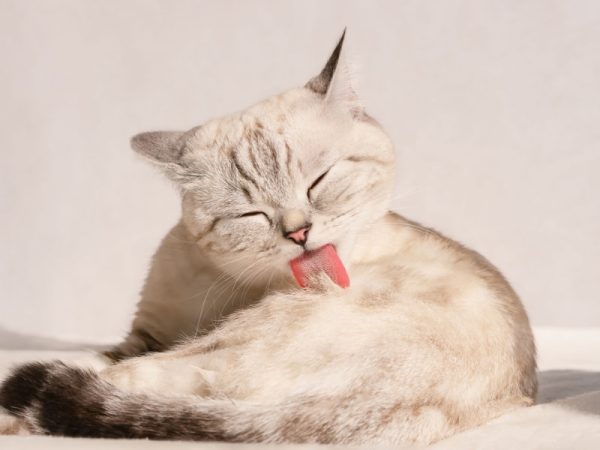6 Cats Tongue Facts: Vet Reviewed Feline Anatomy Guide - Catster