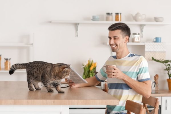 10 Top Cat Cafes in the US in 2026 - Catster