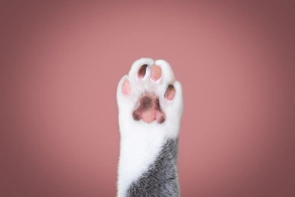What Are Cat Feet Called 8 Cute Nicknames Catster