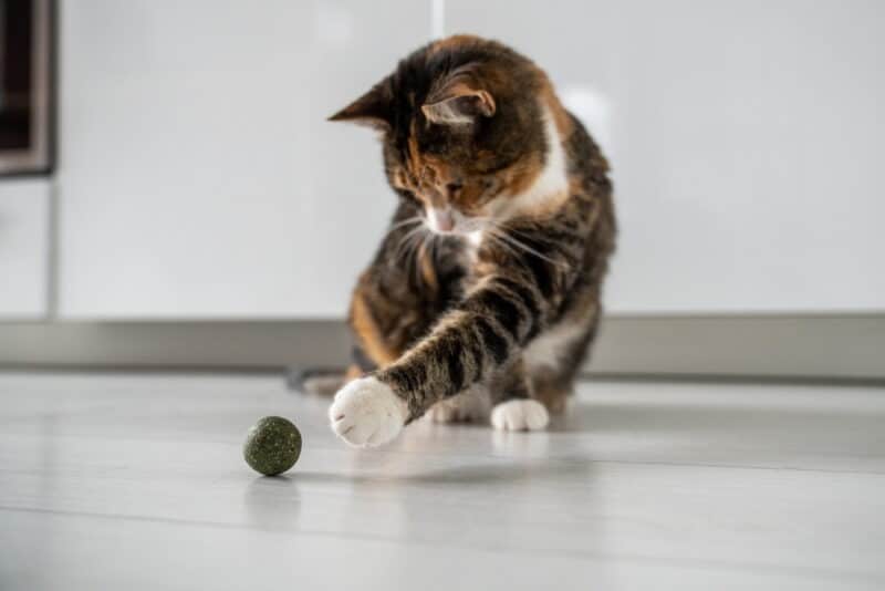 Compressed Catnip Balls: What They Are & Our Top Picks in 2026 - Catster