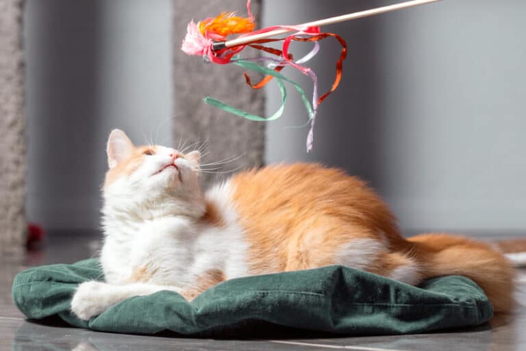 How to Bond With Your Cat Through Playtime: 4 Fun Ideas (Vet Approved ...