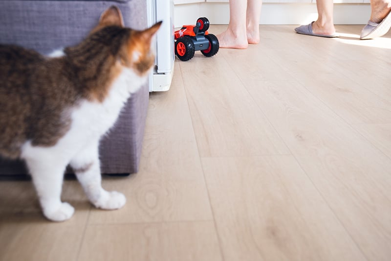 How to Get Your Cat to Exercise With You: 12 Vet Approved Workout Ideas ...