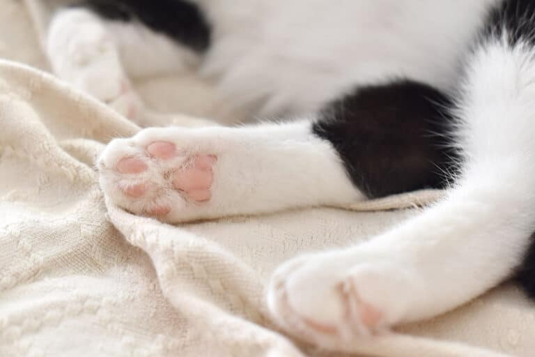 What Are Cat Feet Called? 8 Cute Nicknames - Catster