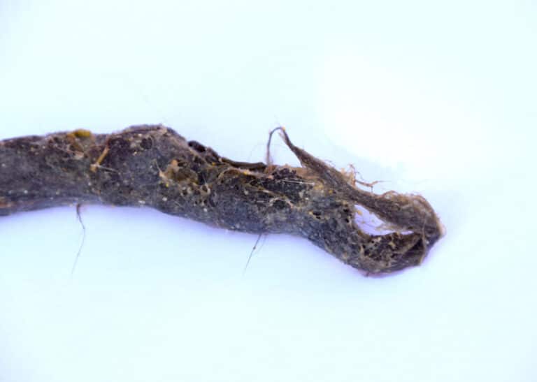 Cat Hairballs: Our Vet Explains How to Treat Them - Catster