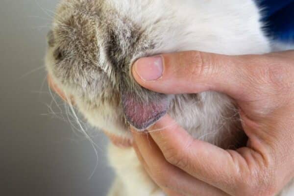 My Cat Has Sores Behind Their Ears, What's Wrong? Our Vet Explains ...