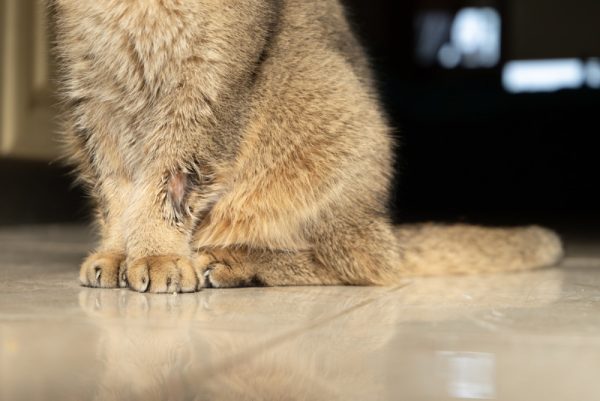 Why Is My Cat Licking All Her Fur Off? Vet Approved Reasons & Tips ...