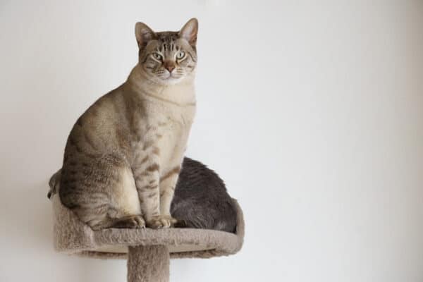 Australian Mist Cat Breed Info: Pictures, Temperament & Traits - Catster