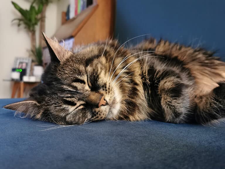 Can Cats Get Sleep Disorders? Our Vet Answers - Catster