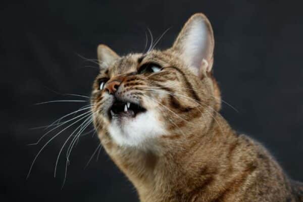 7 Vet-Verified Feline Facial Expressions that Kill Me Every Time (With ...