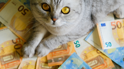 5 Cats Who Inherited Fortunes - List of the Richest Cats in the World ...
