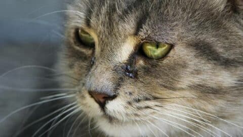 Can Cats Produce Tears? Vet Approved Facts - Catster