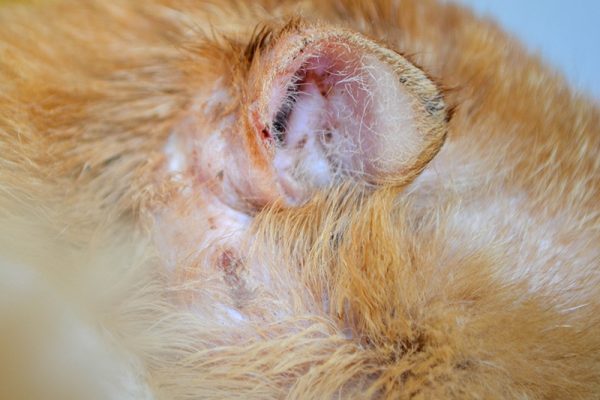 Why Do Cats Scratch Their Ears? 7 Vet-Verified Reasons, Signs ...