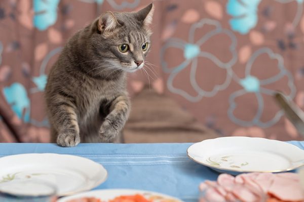 Should You Let Your Cats Eat At The Dinner Table? 12 Vet Reviewed Pros ...