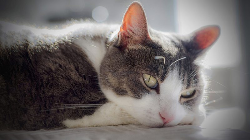 Osteosarcoma in Cats: Signs, Causes & Treatment (Vet Answer) - Catster