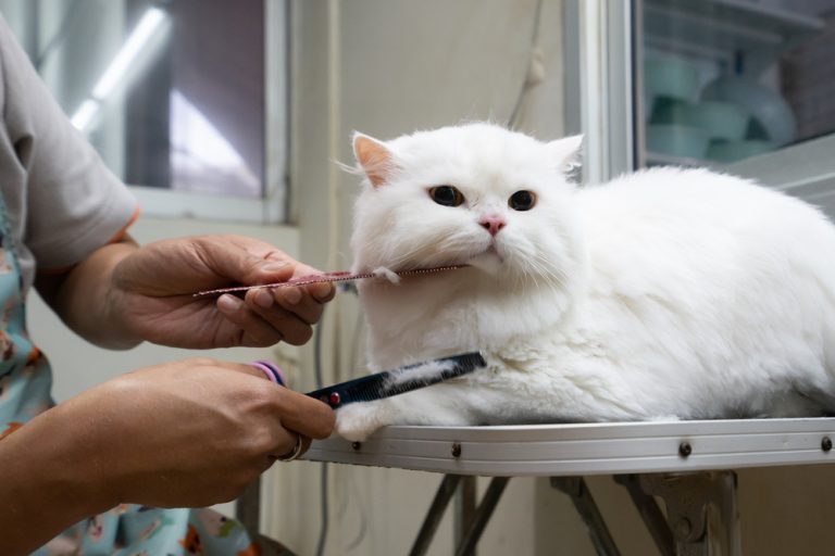 7 Cat Haircut Styles for Inspiration (With Pictures) - Catster