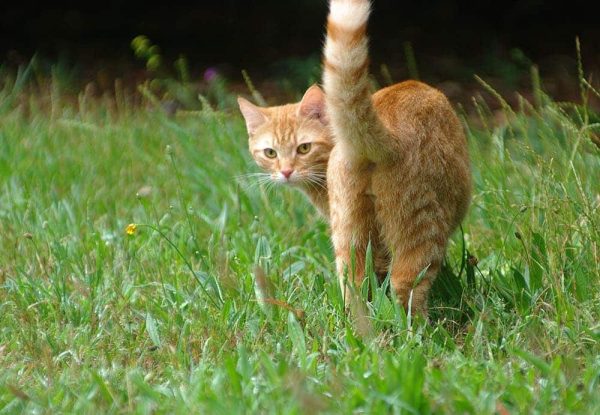 10 Common Cat Genetic Mutations (Vet-Approved) - Catster