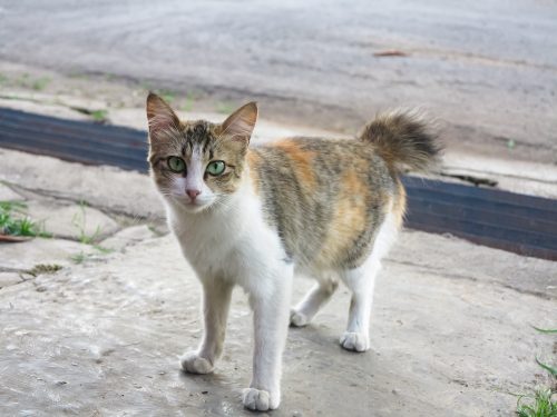Kucing Malaysia: Breed Info, Pictures, Care & Characteristics - Catster