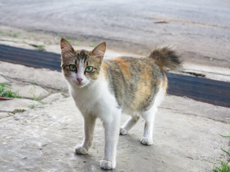 Kucing Malaysia: Breed Info, Pictures, Care & Characteristics - Catster
