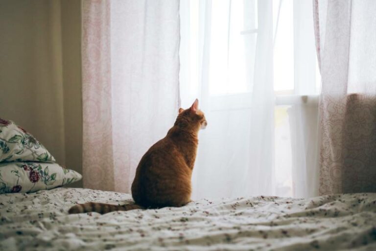 What Do Cats Do When They Are Alone? 6 Vet-Approved Tips on Making It ...
