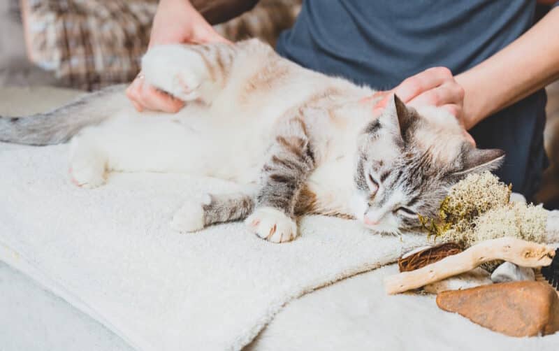 Why Is My Cat Standing on His Hind Legs? Possible Reasons & When To Be ...