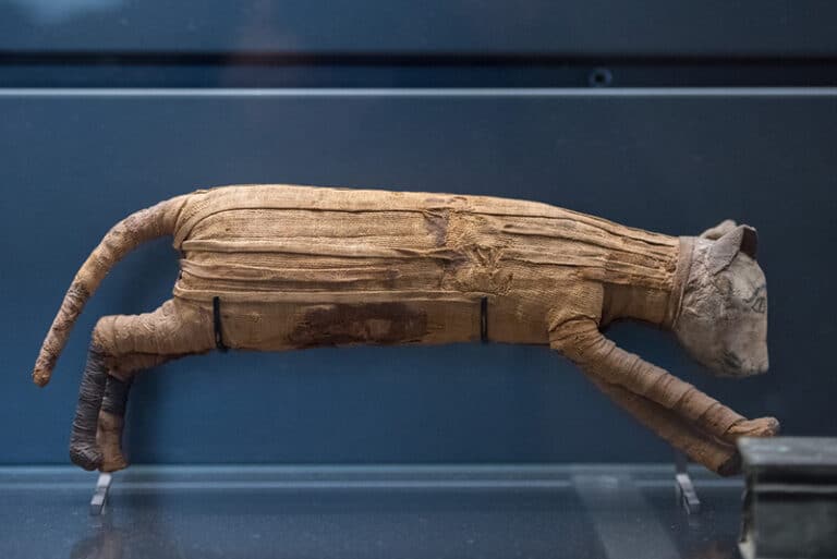 Cat Mummies: History, Facts & Where They Are Now - Catster