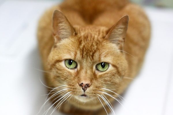 Why Is My Cat's Nose Raw? Vet-Reviewed Causes & Treatment - Catster