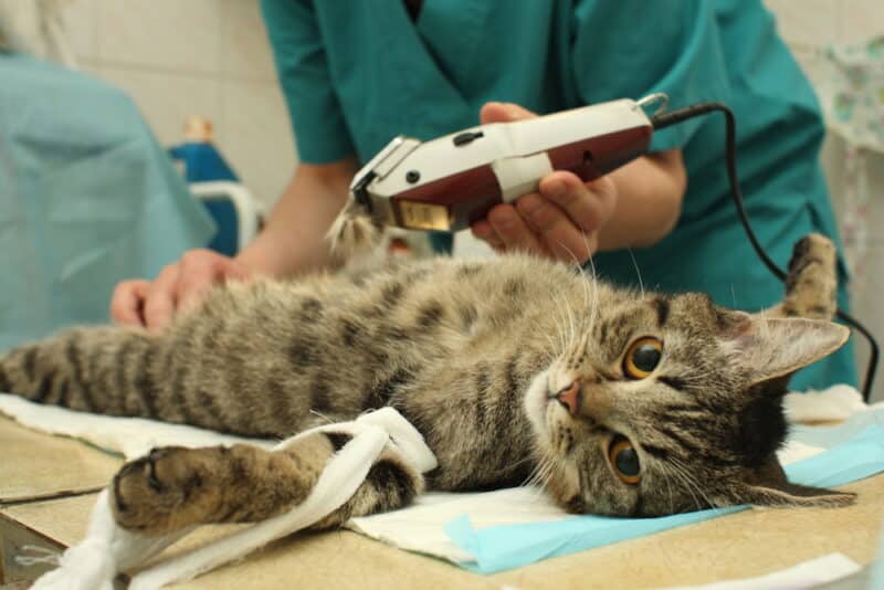 How Do Vets Spay Cats? Our Vet Discusses the Typical Procedure - Catster