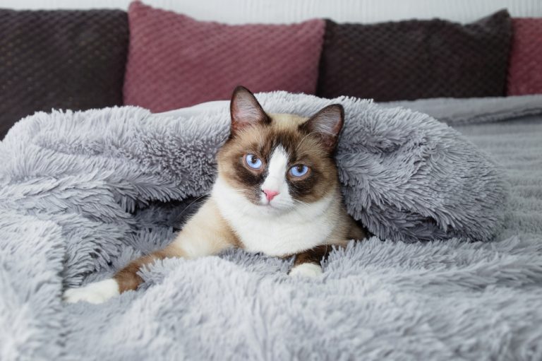 Will My Cat Suffocate if They Sleep Under a Blanket? Vet-Approved Facts ...