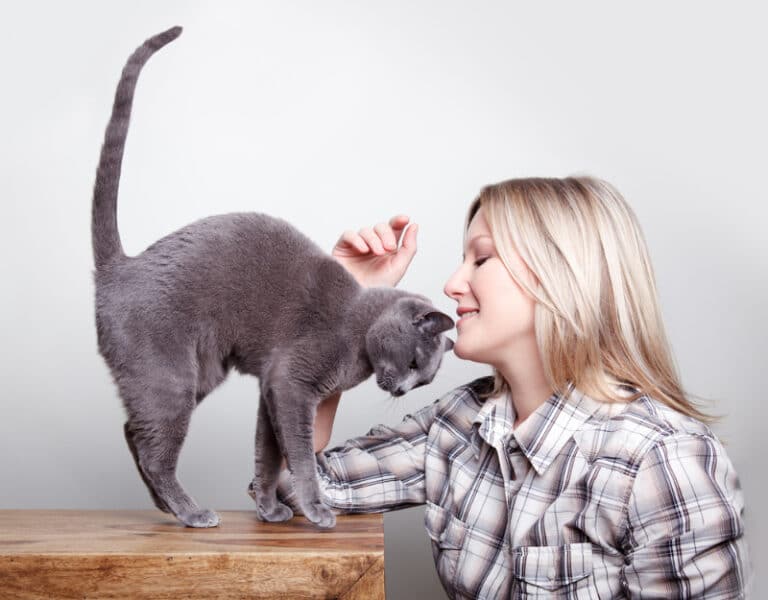 8 Vet-Reviewed Signs Your Cat Wants Attention From You (With Pictures ...