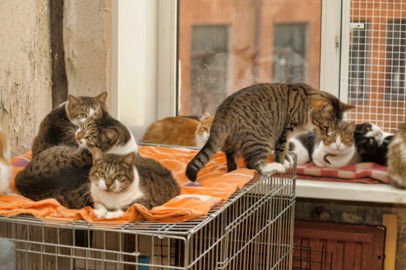 14 Cat Overpopulation Statistics (2025 Update) - Catster