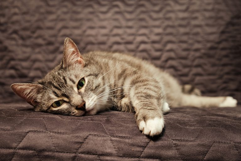 Why Is My Cat’s Fur Matted on His Back? 10 Vet-Reviewed Reasons - Catster