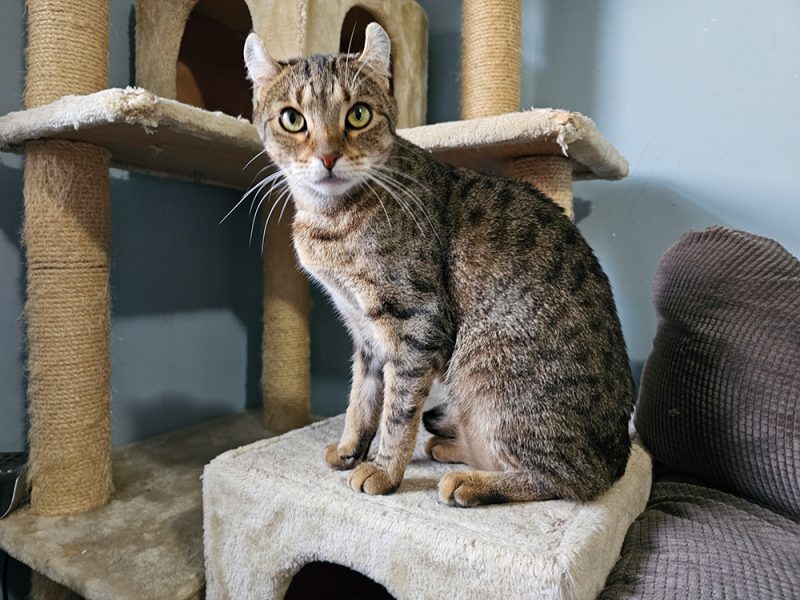 6 Cat Breeds With No Tails (Vet-Reviewed Info With Pictures) - Catster