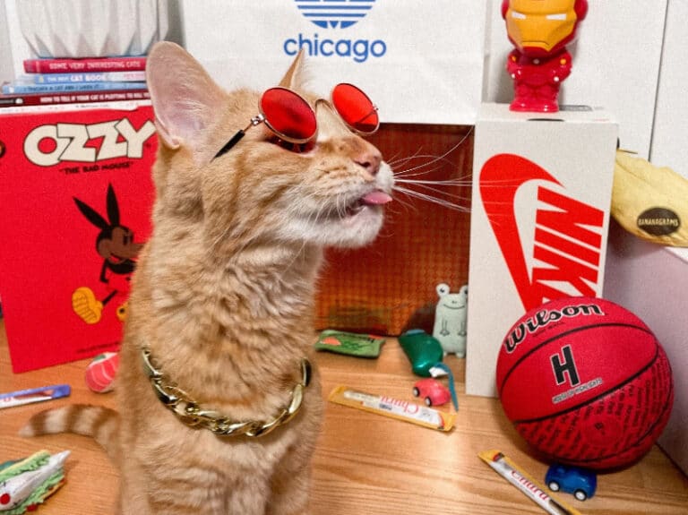 How to Take Amazing Photos of Your Cat: 7 Helpful Tips - Catster