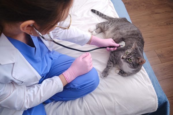 Colitis in Cats: Our Vet Explains Signs, Diagnosis & Treatment - Catster