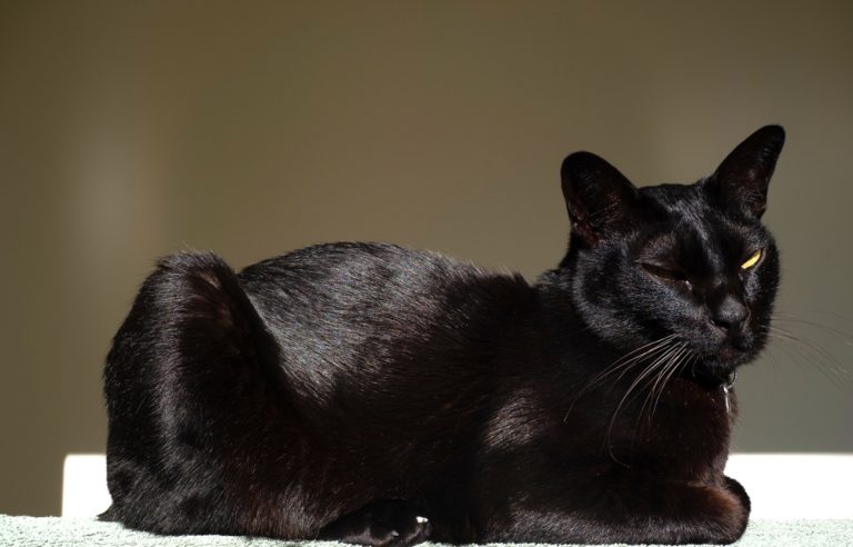 Are Black Cats Good Luck? 10 Positive Beliefs From Around the World ...