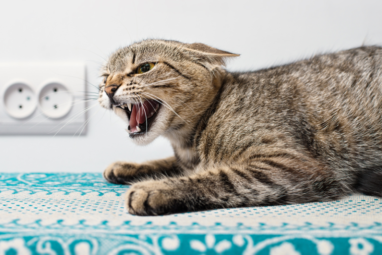 Redirected Aggression in Cats: Vet-Verified Causes & How to Stop It ...