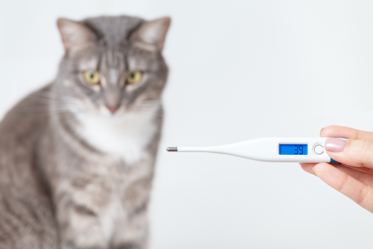 Cat Temperature: Our Vet Explains What Is Too High, Low & How to Take ...