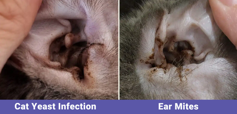 Cat Yeast Infection vs. Ear Mites: Vet Reviewed Differences (With ...