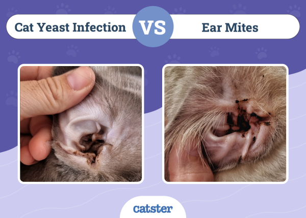Cat Yeast Infection vs. Ear Mites: Vet Reviewed Differences (With ...