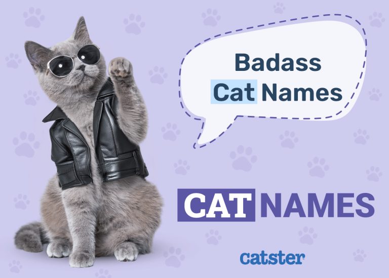 230 Badass Cat Names for Tough & Ferocious Felines - Catster