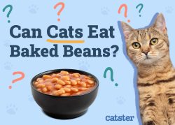 Can Cats Eat Baked Beans? Vet-Reviewed Risks & Alternatives - Catster