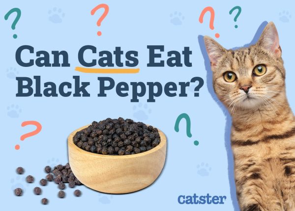 Can Cats Eat Black Pepper? Vet-Approved Precautions & Alternatives ...