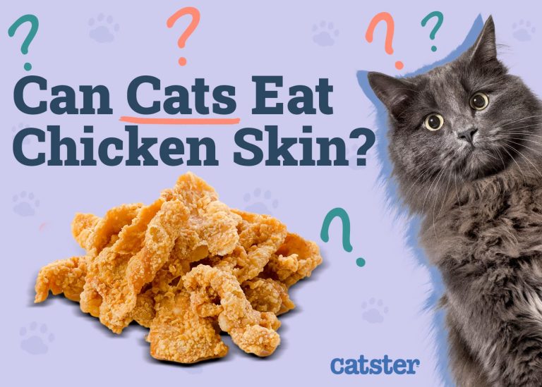 Can Cats Eat Chicken Skin? Vet-Reviewed Nutritional Facts - Catster