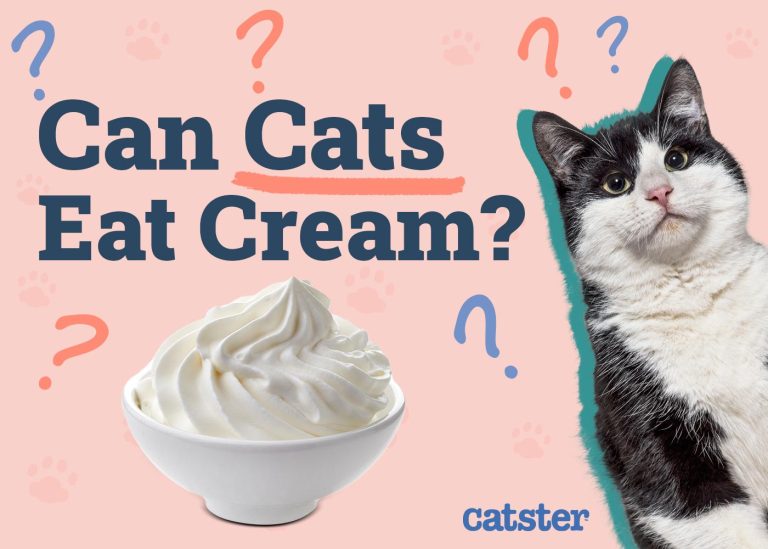 Can Cats Eat Cream? Vet-Reviewed Feeding Facts - Catster