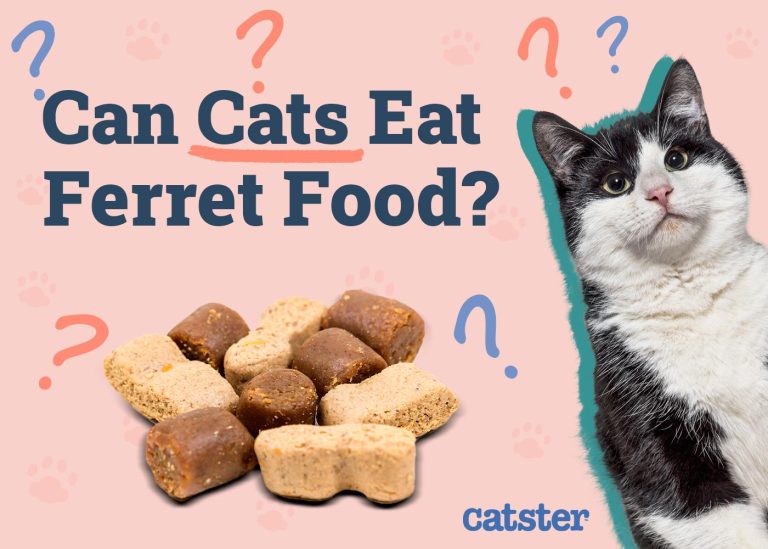 Can Cats Eat Spiders? Precautions & Facts - Catster