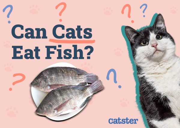 Can Cats Eat Raw Fish? Vet Approved Nutritional Facts & FAQ - Catster