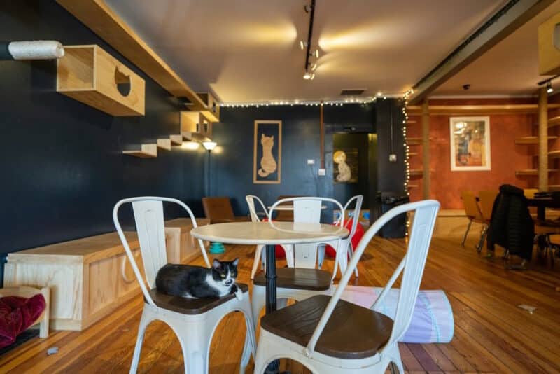 10 Top Cat Cafes in the US in 2026 - Catster