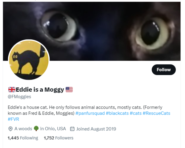 10 Best Cat Twitter Accounts to Follow for Cat Lovers Everywhere - Catster