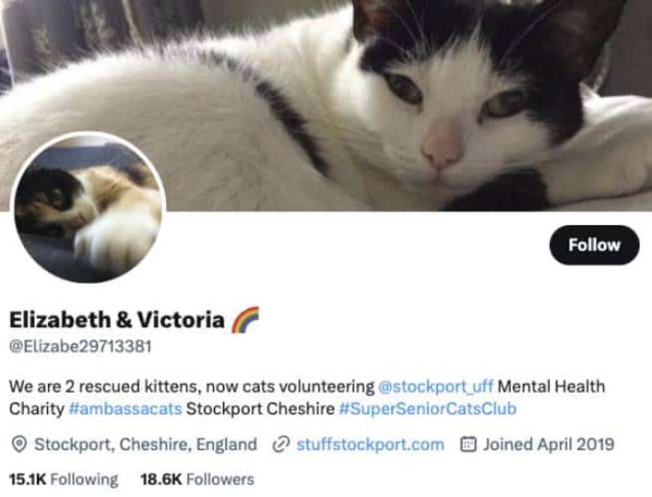 10 Best Cat Twitter Accounts to Follow for Cat Lovers Everywhere - Catster